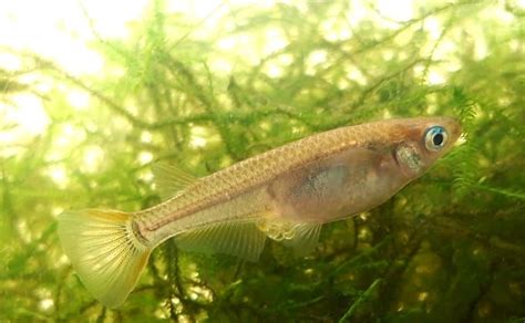 メダカの寿命はどのくらい？最長のギネスや老衰のサインは？ Woriver