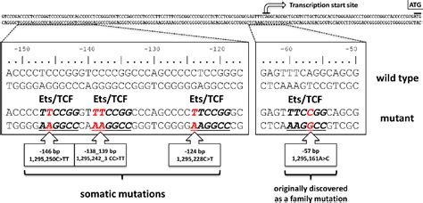 Figure 1 From Tert Promoter Mutations In Melanoma Render Tert