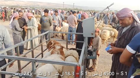 سوق الغنم والبقر بشمارون شمال سوريا ٣ ٩ ٢٠٢٢ أسعار لحم الخروف والعجل