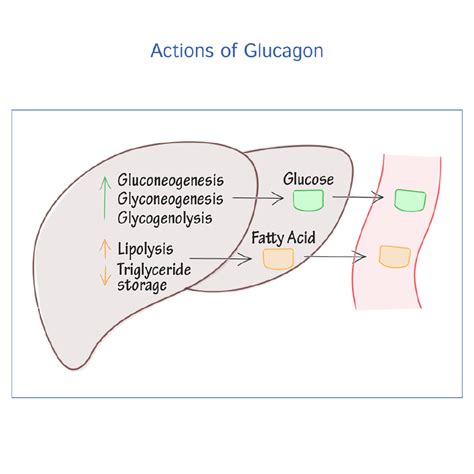 Physiology Glossary Insulin And Glucagon Ditki Medical And Biological