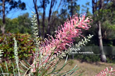 호주 토착 병 꽃 그리고 꽃 봉 오리입니다 실비아 품종 가족 Proteaceae 그레빌레아속에 대한 스톡 사진 및 기타 이미지