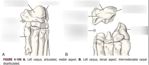 Anatlec Appendicular Skeleton [articulated Left Carpus Medial And Disarticulated Left Carpus