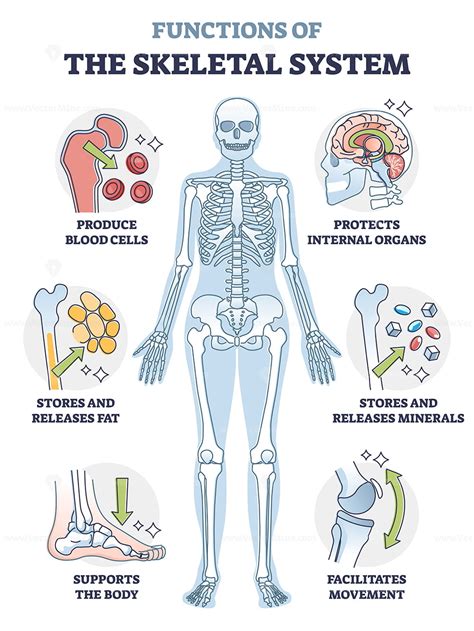 Functions Of Skeletal System Or Bone Anatomical Functionality Outline
