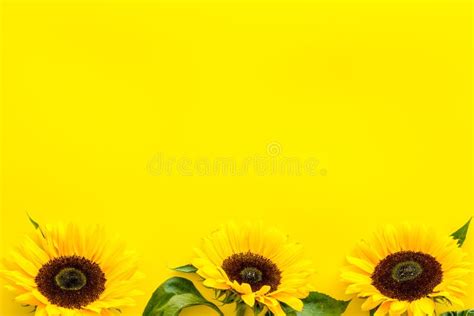 å ‘æ—¥è‘µæ¡†æž¶åœ¨é„è‰²èƒŒæ™¯é¡¶è§†å›¾ä¸Šã€‚å¤ å­£è®¾è®¡ã€‚é„è‰²èƒŒæ
