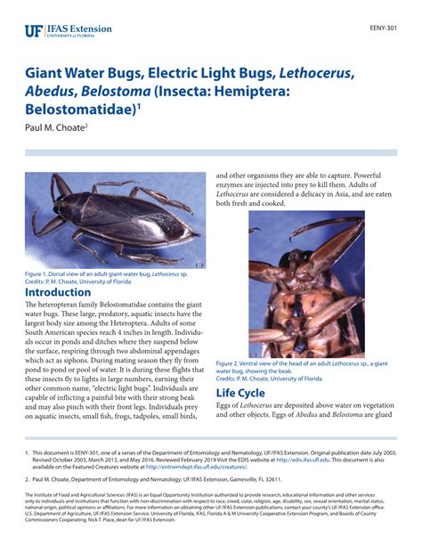 Giant Water Bugs Electric Light Bugs Lethocerus Abedus Belostoma