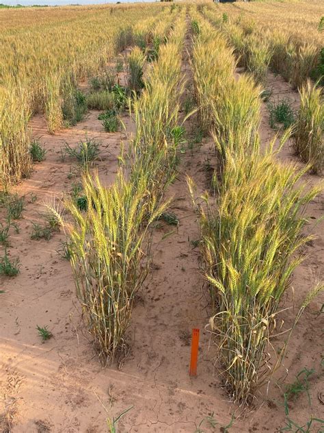 Wheat Variety Development 2021 Oklahoma State University