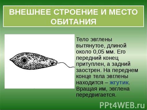 Презентация на тему Эвглена зелёная скачать бесплатно презентации