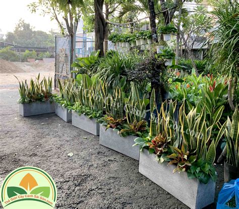Bộ Sưu Tập Mix Cây Cảnh đẹp Theo Sở Thích Của Bạn