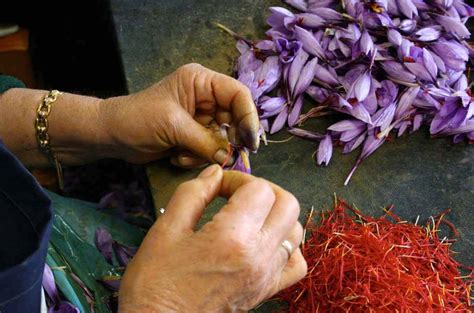 All About Growing Saffron From Crocus Sativus Bulbs Farmer Gracy