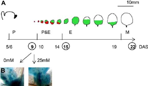 Experimental Setup A Schematic Representation Of Arabidopsis Leaf