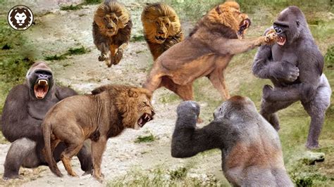 ああ、神様！！！ 野生動物の世界 ライオンの攻撃でサルが怖がって逃げる 野生動物のドキュメンタリー Youtube