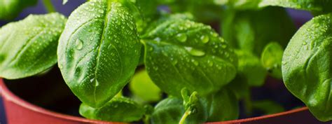 Come Coltivare Il Basilico In Vaso La Guida Undergreen It