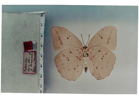 Phoebis Agarithe Maxima Type Specimens