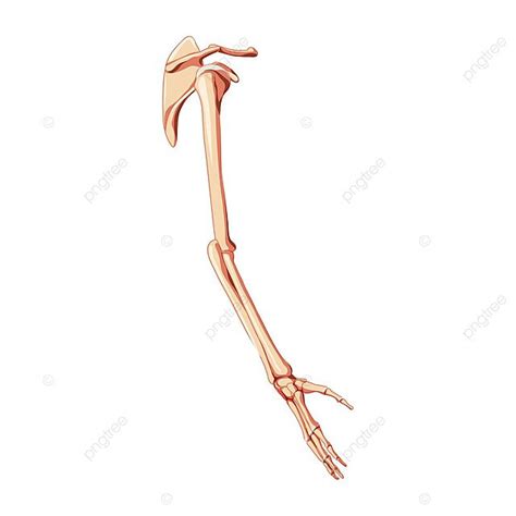 Anatomically Correct Human Shoulder And Arm Skeleton In 3d Vector Woman Limb Shoulder