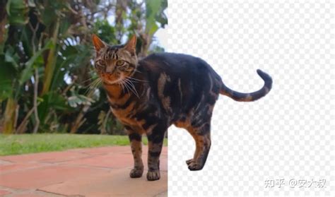 使用 OpenCV CVzone 进行实时背景替换 知乎