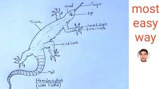 Lizard Diagram