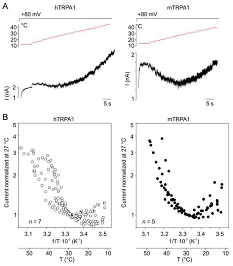 Cells Free Full Text Human And Mouse Trpa1 Are Heat And Cold