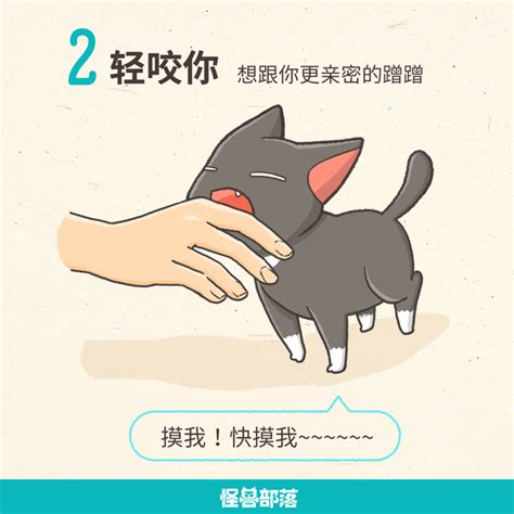 猫咪舔你是什么意思？