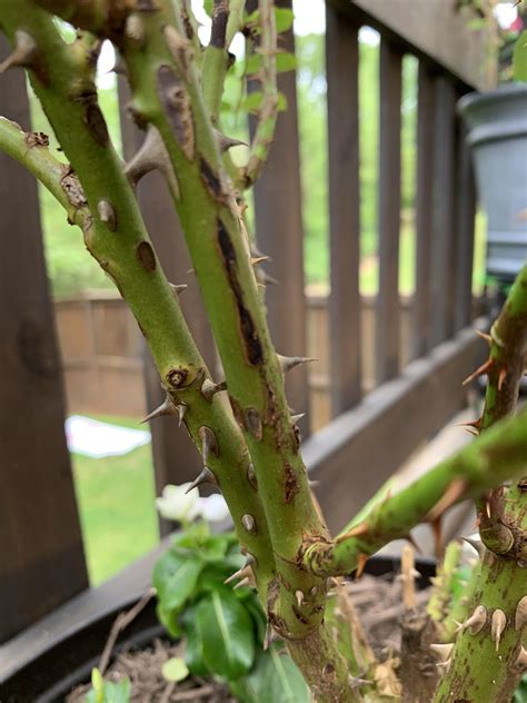Roses May Have A Fungus How Do I Treat This Rroses