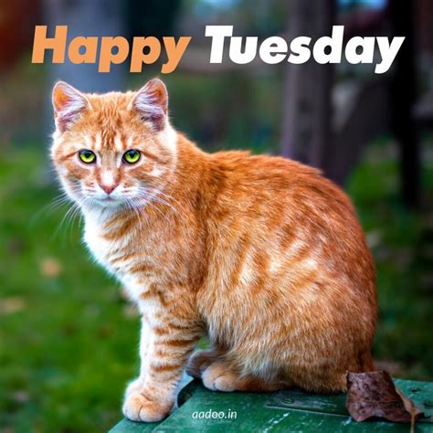 Happy Tuesday Cats