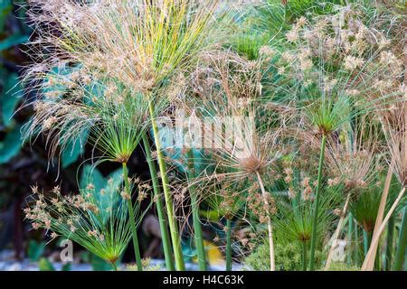 Carex papyrus papier tapis indiens reed plante herbe du Nil la société Papyrusstaude