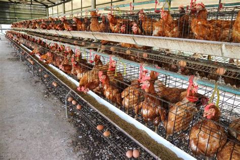 豬肉價下跌，蛋價為何也大跳水？飼料成本大漲30，雞農咋辦 每日頭條