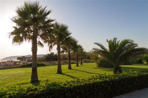 Garden With Grass Plants And Palm Trees Stock Image Image Of