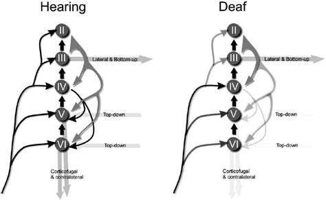Schematic Illustration Of The Deficits In The Primary Auditory Cortex Download Scientific Schematic Illustration Of The Deficits In The Primary Auditory Cortex Download Scientific