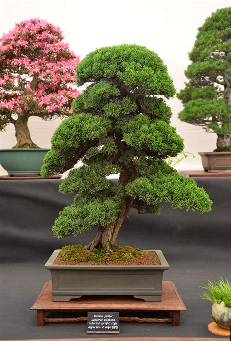 Free Photo Chinese Juniper Bonsai Aesthetics Pot Live Free