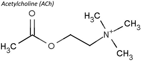 Acetylcholine Function Acetylcholine Deficiency Receptor Antibody