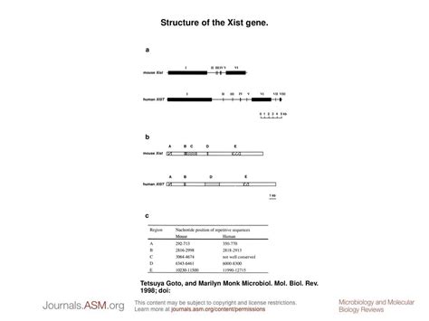 Structure Of The Xist Gene Ppt Download