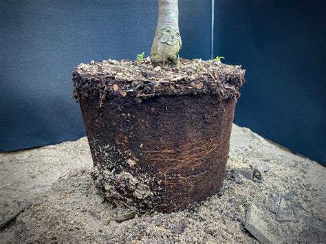 Guide To Tree Root Barrier Installation Root Barrier Store