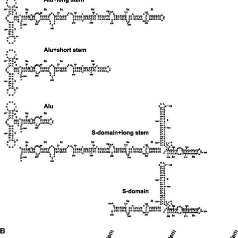 The Overall 7S RNA Molecule Is Required For Efficient Interaction With