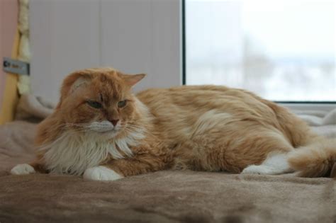 Подошел черед искать дом и для роскошного Балу Шрам еще свежий шерстка не отросла но