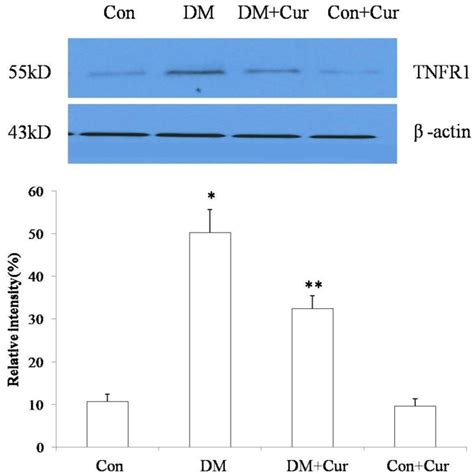 Curcumin Attenuates Diabetic Neuropathic Pain By Downregulating Tnf α
