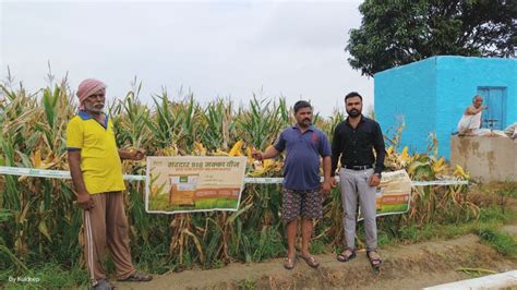 Kuldeep Kasaudhan On Linkedin Organised A Field Day Of Maize Cultivar