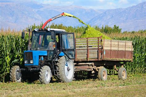 An Old Rural Tractor Collects A Rich Crop Of Corn From The Field
