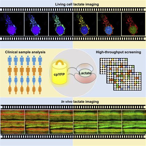 Ultrasensitive Sensors Reveal The Spatiotemporal Landscape Of Lactate Metabolism In Physiology