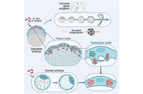 Hmn 2025 How Embryos Can Eradicate Bacterial Infections Earlier Than Forming Their Immune