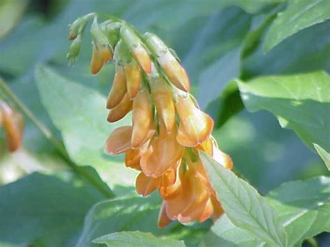 Rooftop Botany Goes To Ground My Plant Nursery Plants Have Sex Too You Know