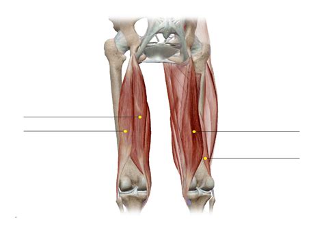 Chapter 9 Posterior Superior Lower Limbs Diagram Quizlet