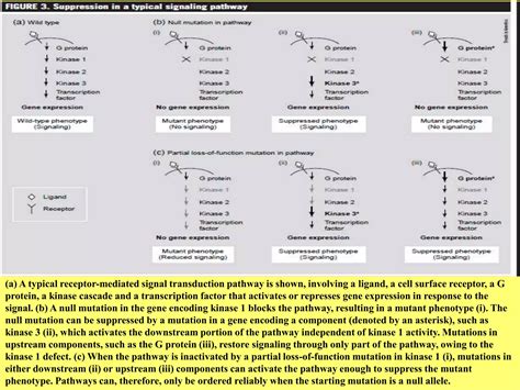 Suppressor Mutation Pptx