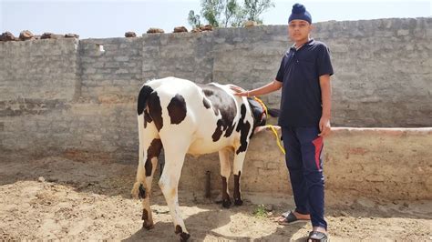 ਟੋਪ ਦੀ ਵੱਛੀ ਵਿਕਾਉ ਘੱਟ ਰੇਟ😱 Bawa Dairy Farm Youtube