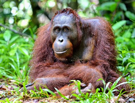 Apes Recognize Long Lost Friends After Decades Earth