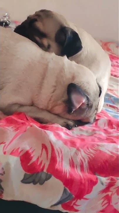 Cutely Sleeping With Her Aunt Youtube