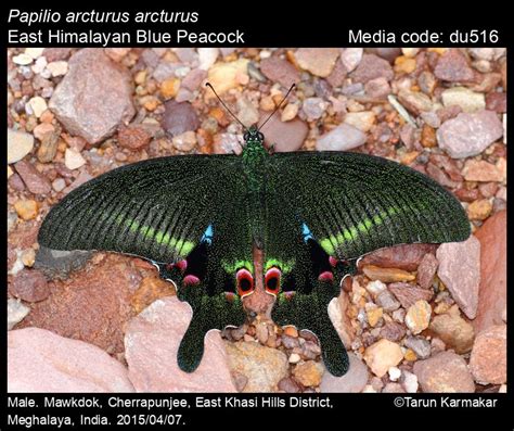 Papilio Arcturus Westwood 1842 Blue Peacock Butterfly
