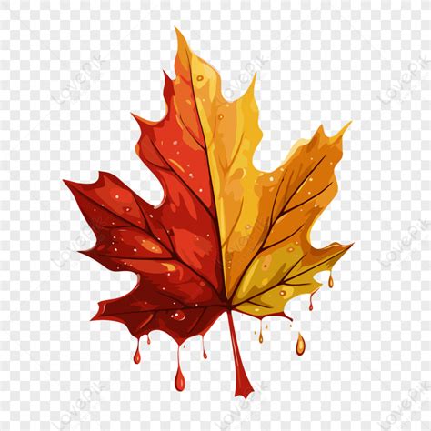 가을 잎 클립 아트 흰색 배경 만화에 물방울이 떨어지는 단풍 잎 벡터 Png 일러스트 무료 다운로드 Lovepik