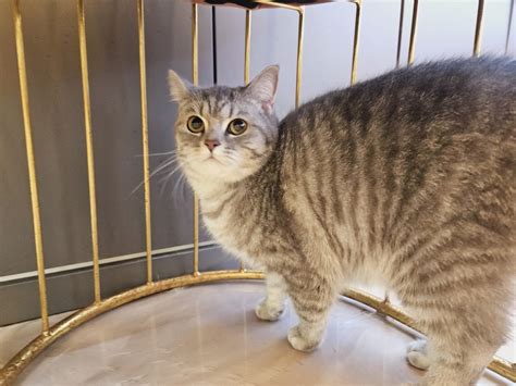 브리티쉬숏헤어 점순이 오드아이랙돌분양사이트 오드아이브리티쉬숏헤어분양사이트 오드아이스코티쉬폴드분양사이트 오드아이러시안블루분양사이트