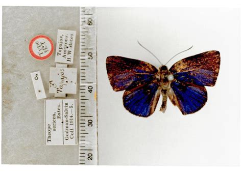 Theope Sericea Type Specimens