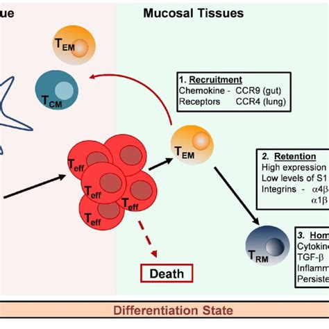 Generation And Maintenance Of Resident Memory T Cell Subsets